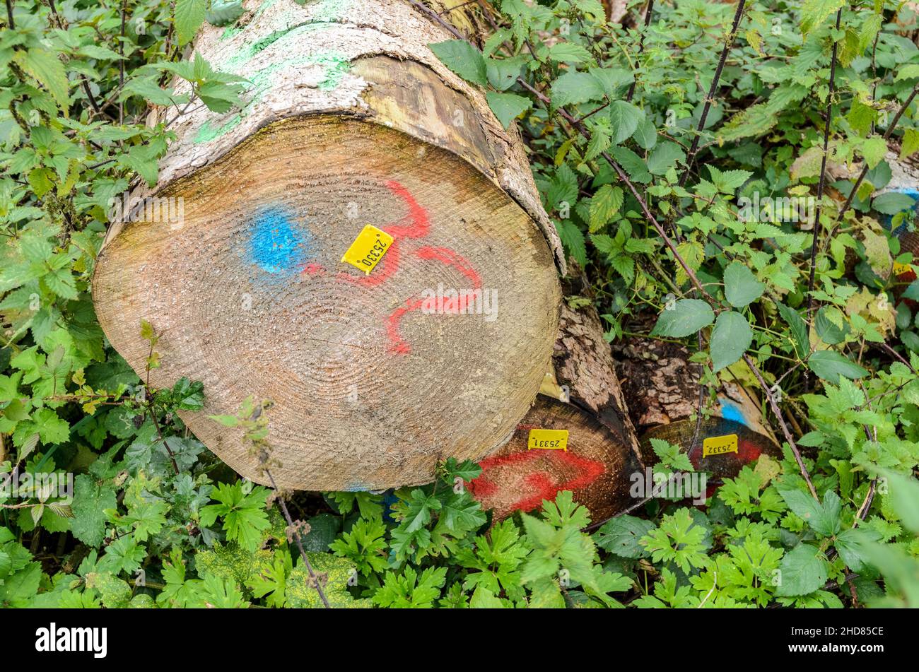 Felled trees with markings and numbered plates in the forest Stock ...
