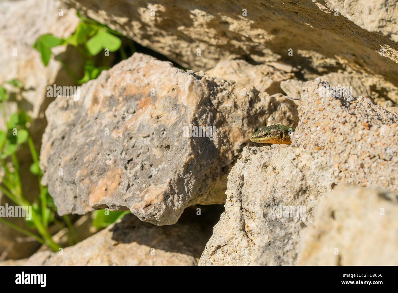 Male Maltese Wall Lizard, or Filfola Lizard, Podarcis filfolensis ...