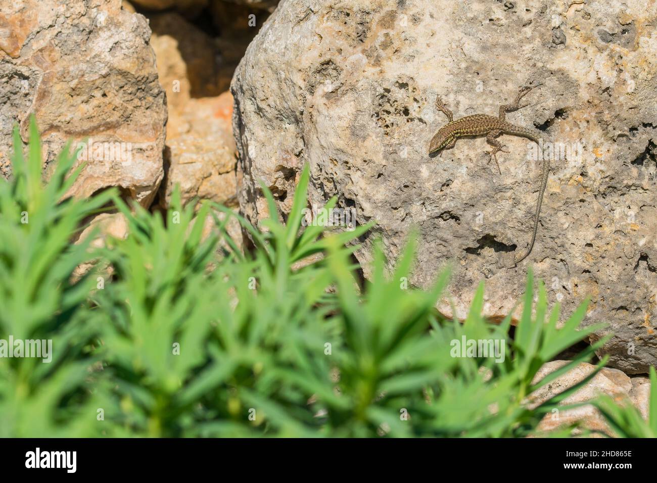 Female maltese wall lizard hi-res stock photography and images - Alamy