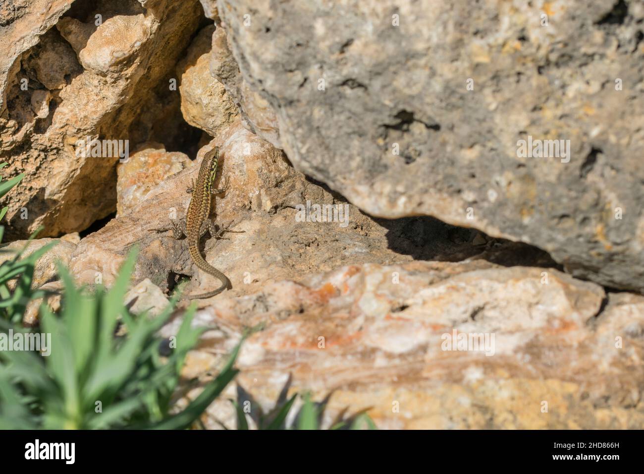 Female Maltese Wall Lizard, or Filfola Lizard, Podarcis filfolensis ...