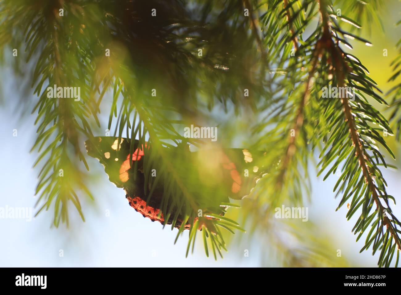 Butterflies on a tree. Butterflies and nectar. Birch juice. Butterflies ...