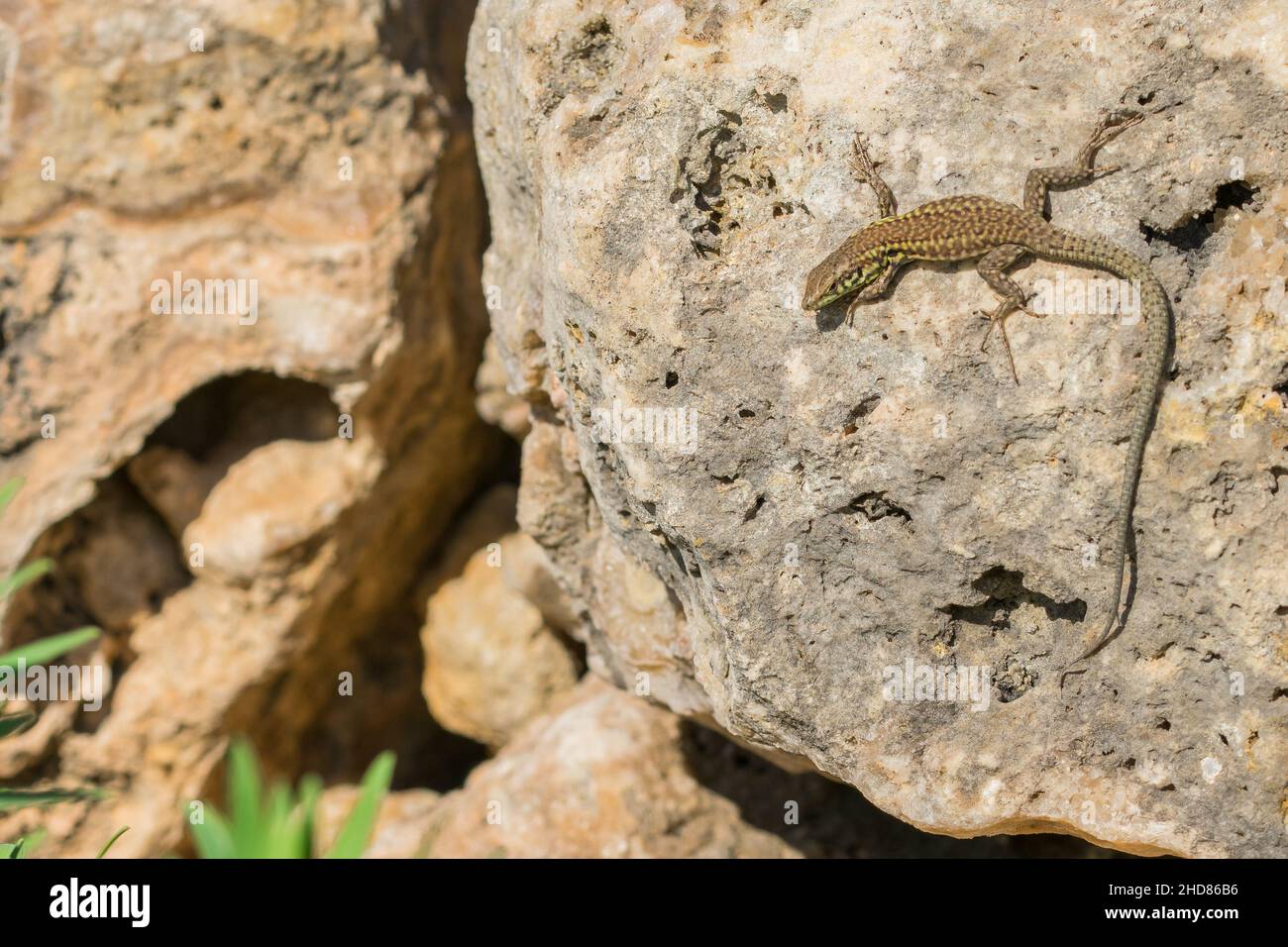 Female maltese wall lizard hi-res stock photography and images - Alamy