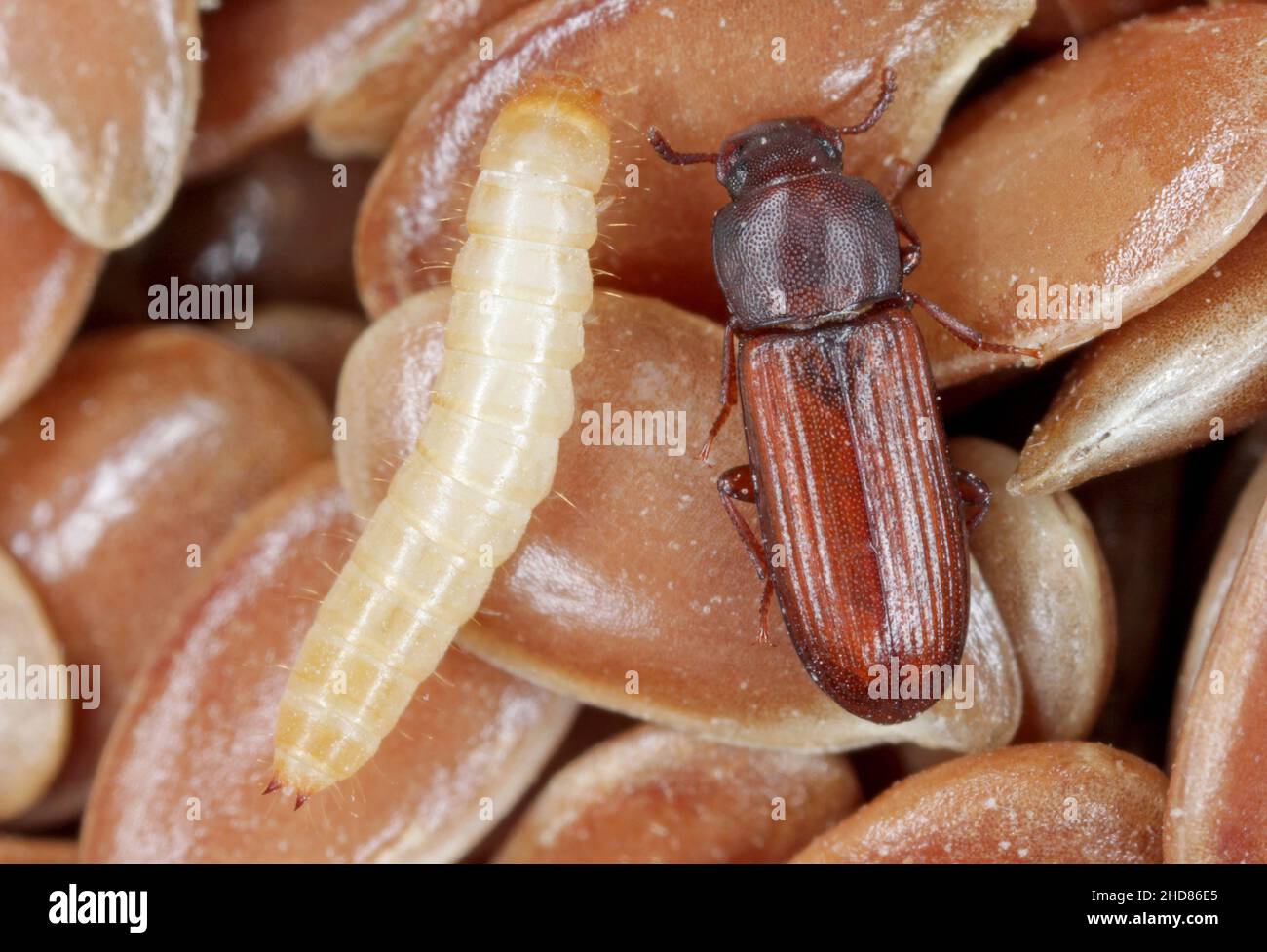 Flour Beetle Larvae