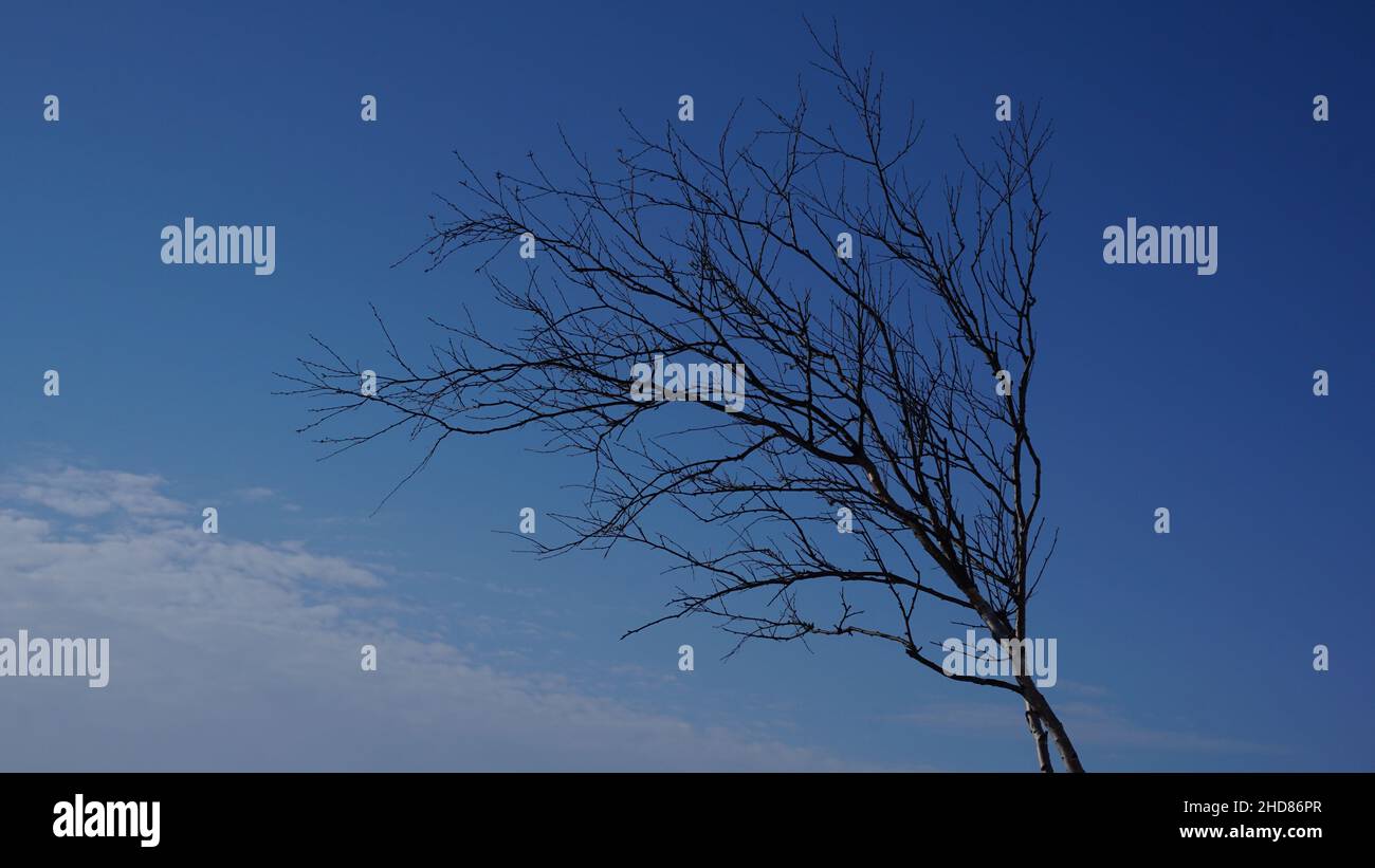 Dark tree branches against a bright blue sky without clouds Stock Photo ...