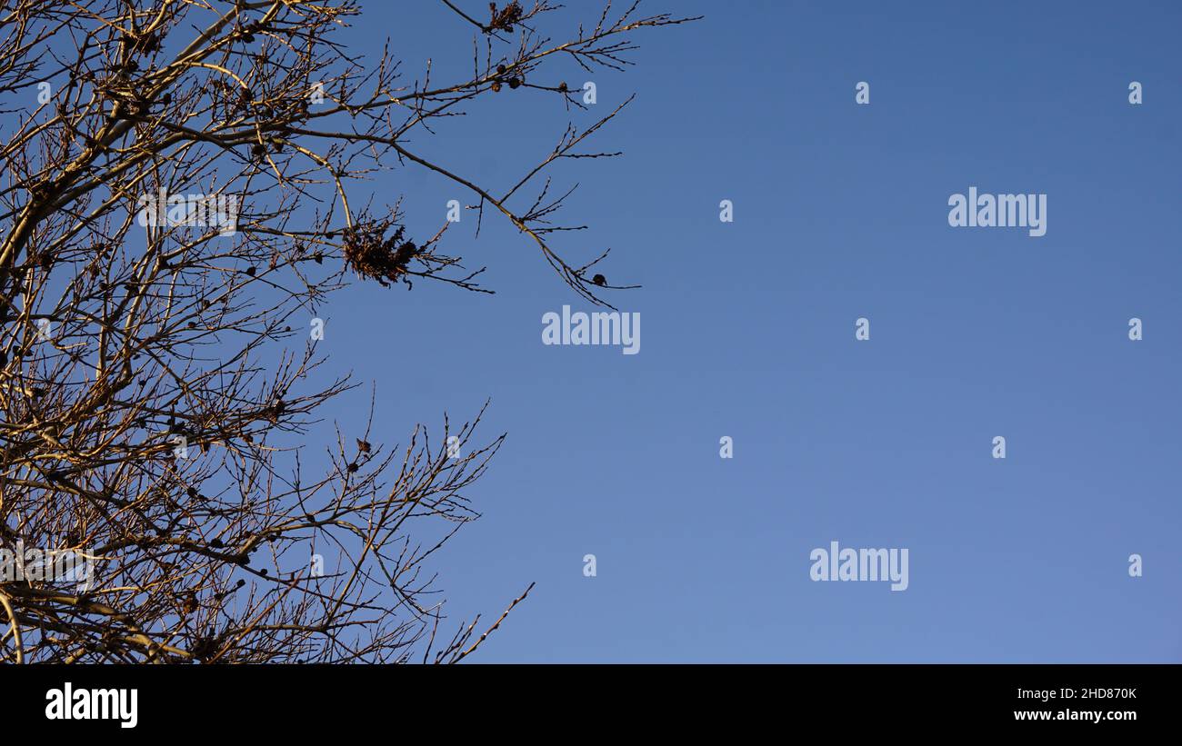 Dark tree branches against a bright blue sky without clouds Stock Photo ...