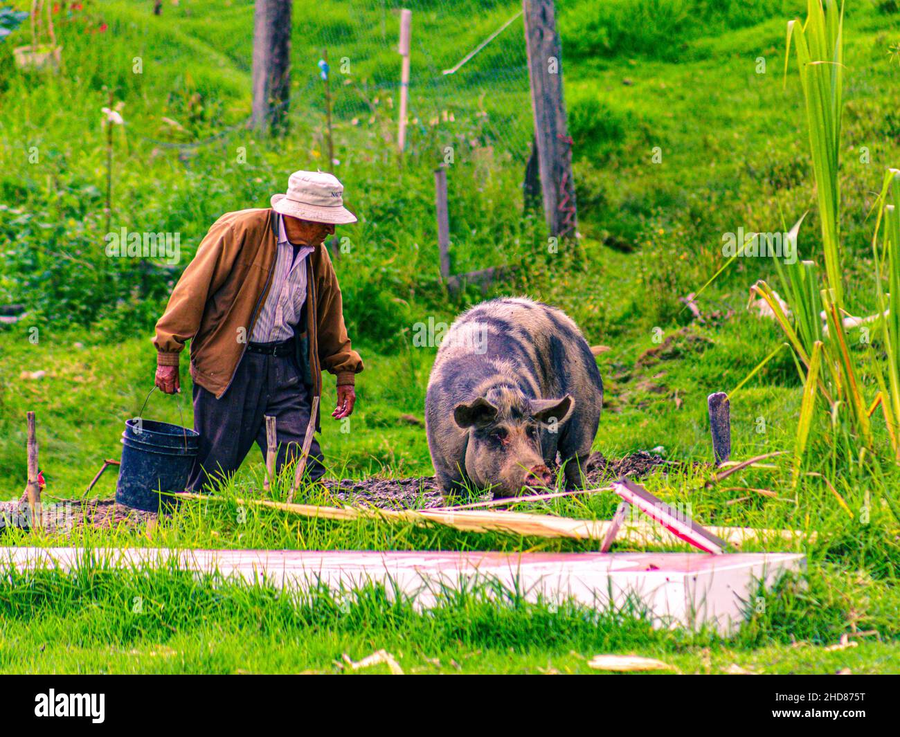 Man feeding giant pig Stock Photo - Alamy