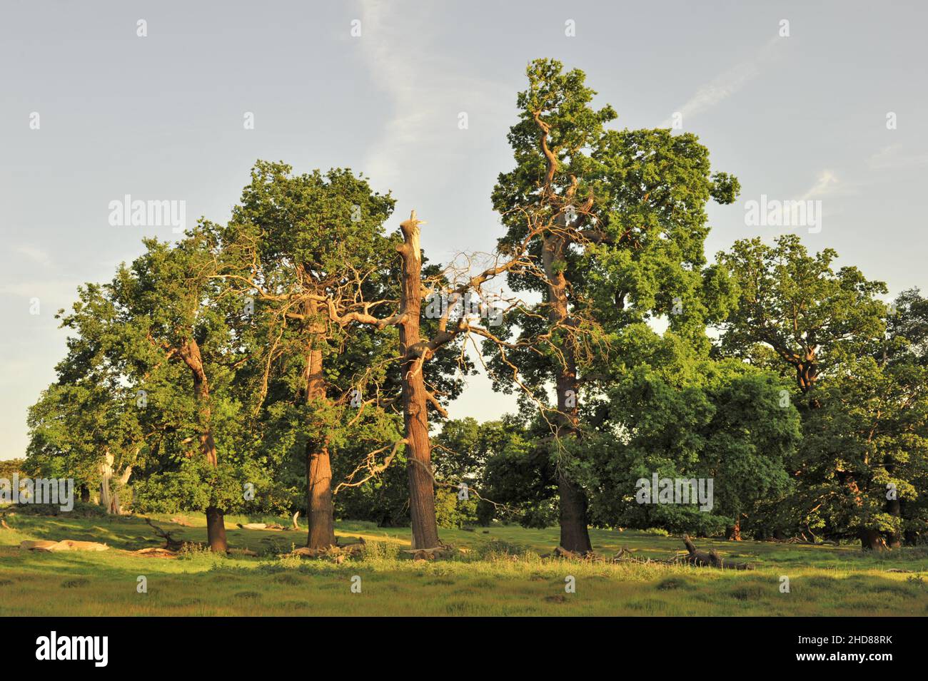 Oak trees in spring, Richmond Park Surrey England UK Stock Photo - Alamy