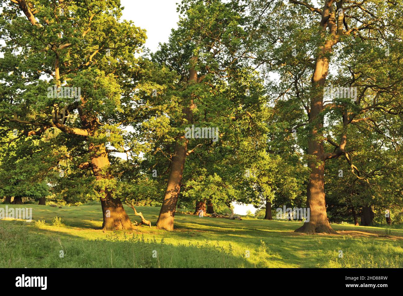 Oak trees in spring, Richmond Park Surrey England UK Stock Photo - Alamy