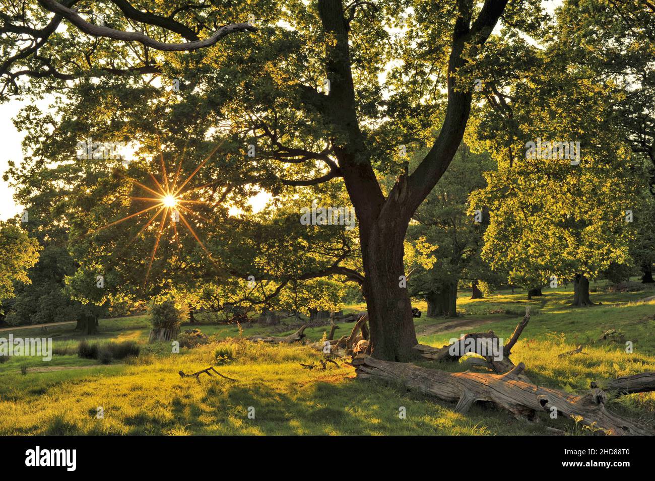 Oak trees in spring, Richmond Park Surrey England UK Stock Photo - Alamy