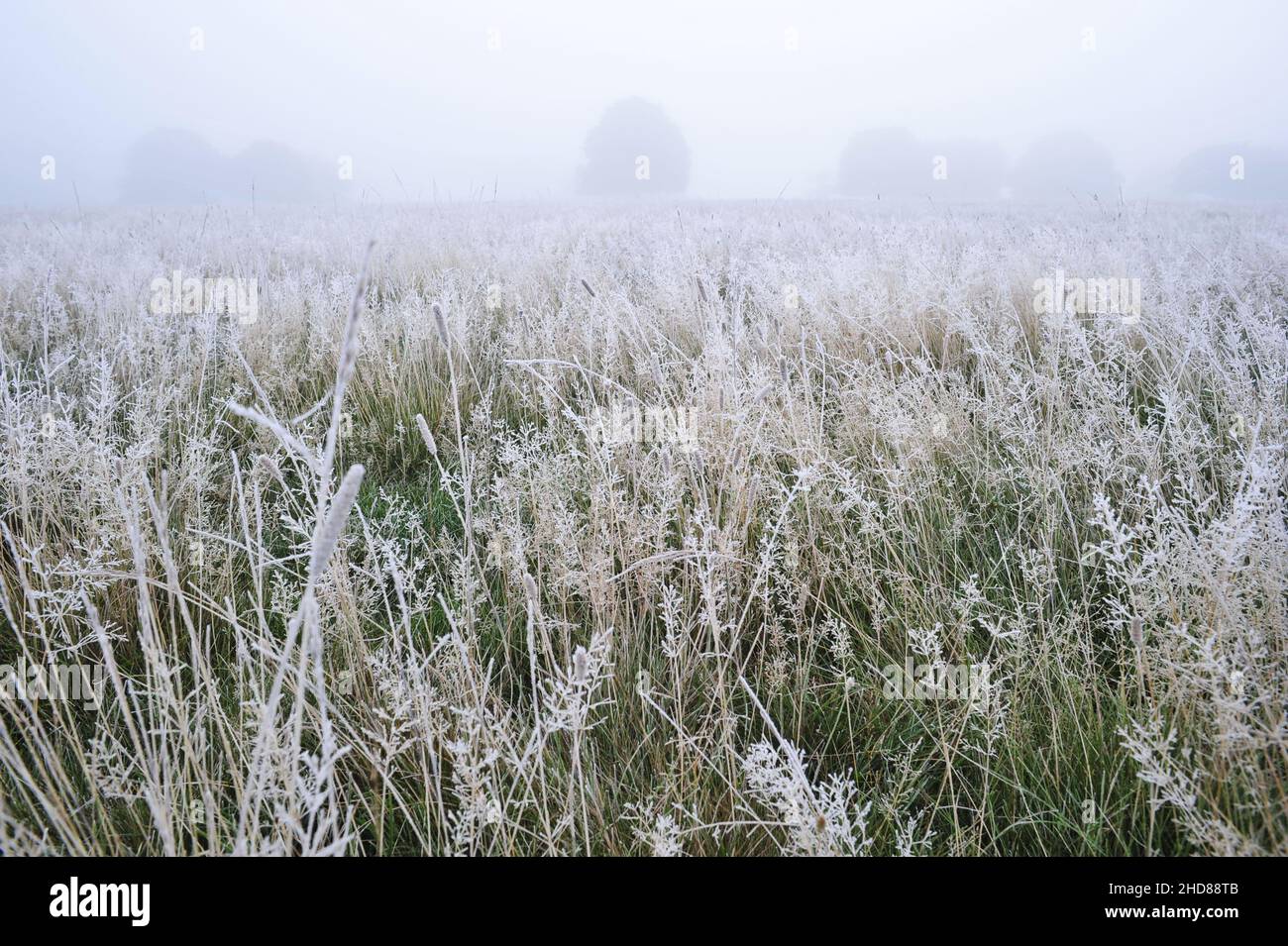 Grass field covered with hoarfrost, foggy morning in Richmond Park ...