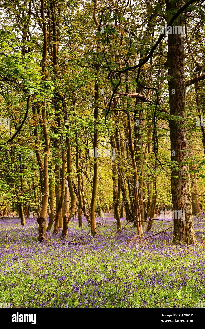 Bluebell Woods at the Ashridge Estate, Hertfordshire, England Stock ...