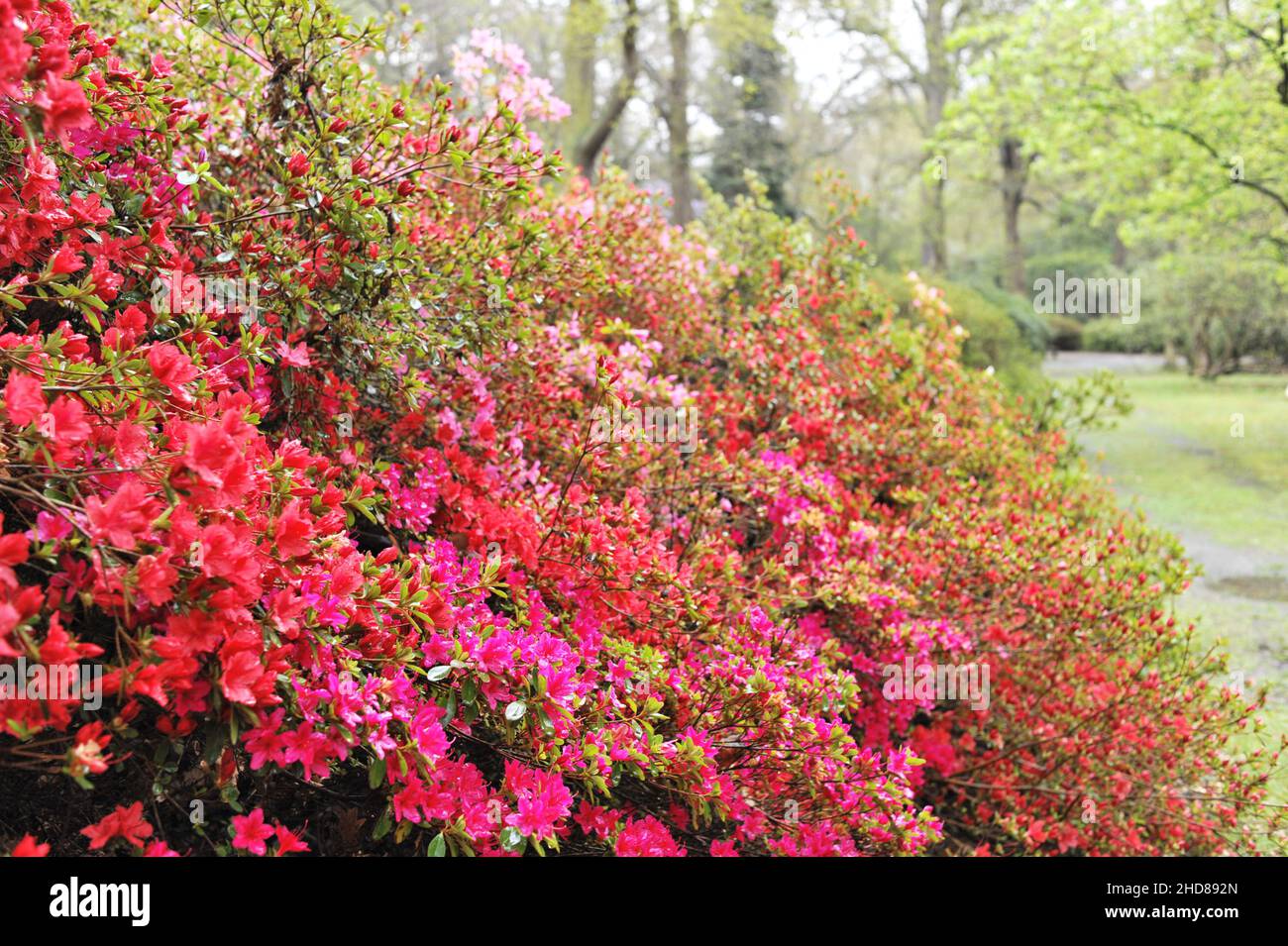 Colorful Azaleas flower beds in Isabella Plantation, ornamental ...