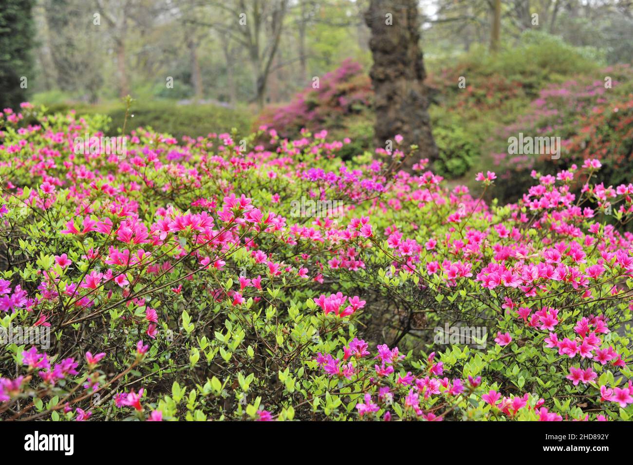 Colorful Azaleas flower beds in Isabella Plantation, ornamental ...