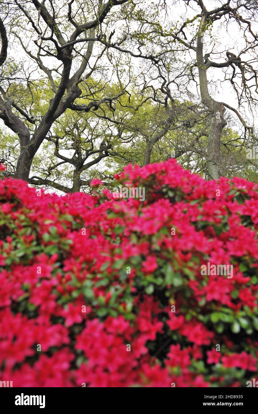 Colorful Azaleas flower beds in Isabella Plantation, ornamental ...