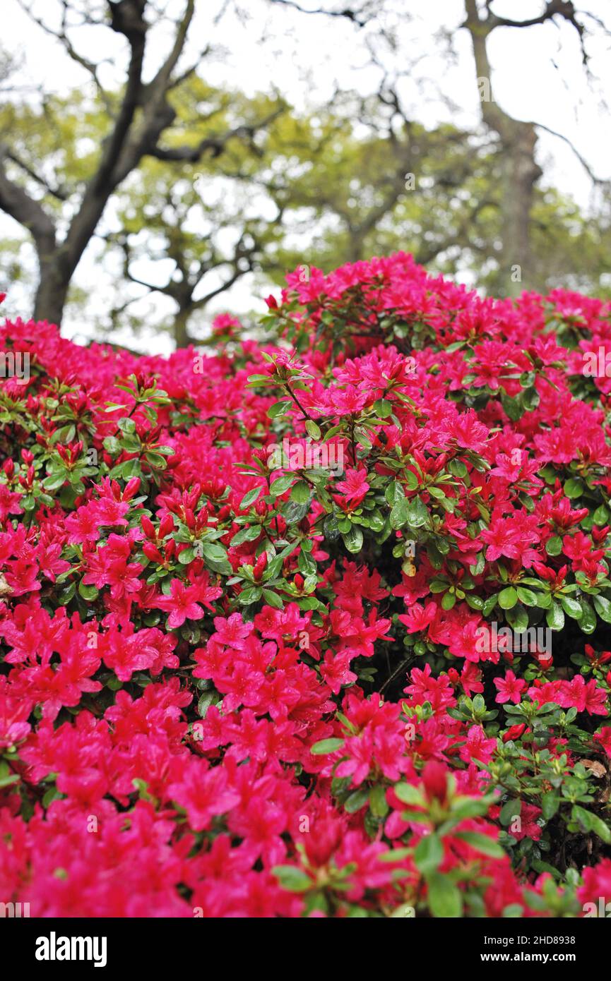 Colorful Azaleas flower beds in Isabella Plantation, ornamental ...