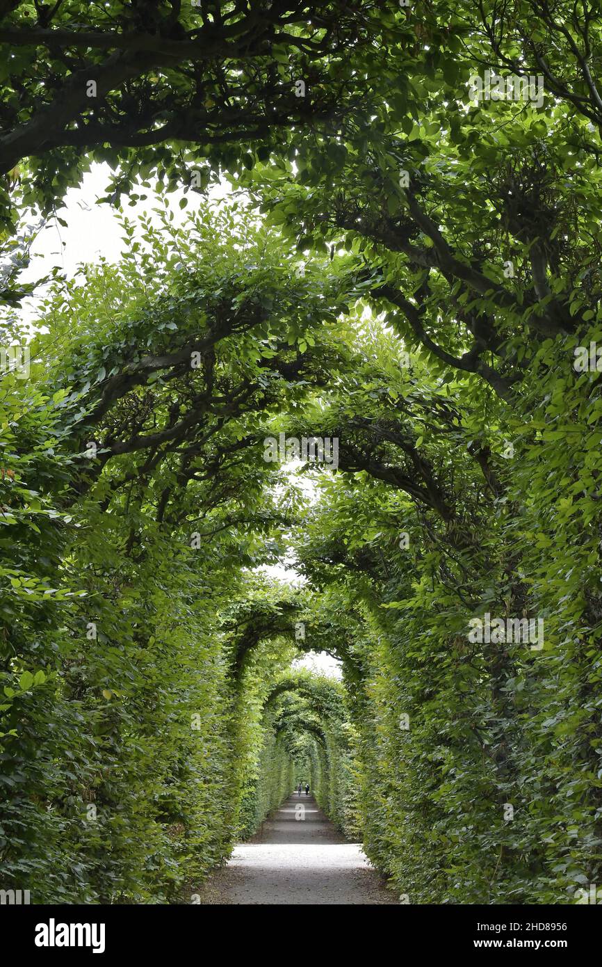 Arched trees hi-res stock photography and images - Alamy
