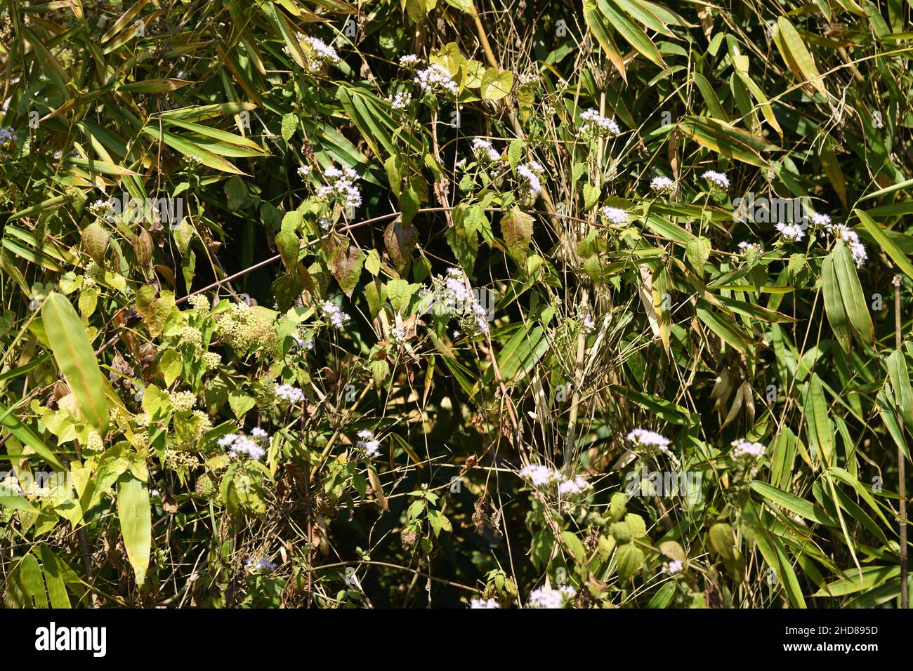 Bamboo and bush. Dalgaon viewpoint (altitude 2500 ft). Kalimpong, West ...