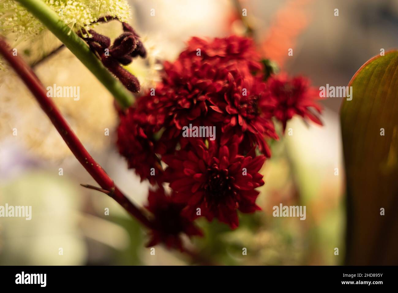 Welcome flowers bouquet hi-res stock photography and images - Alamy