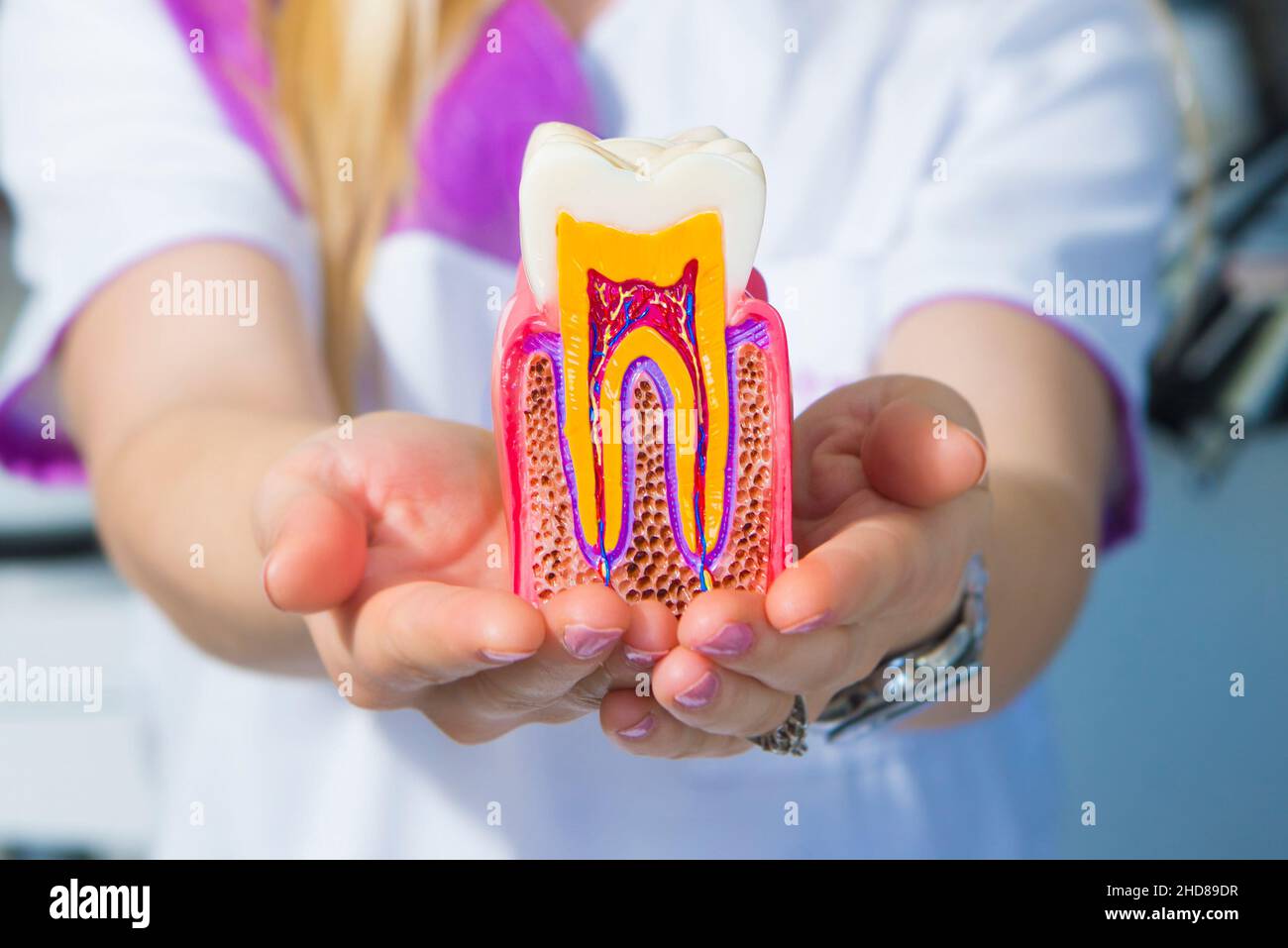 Detailed model of a large healthy tooth Stock Photo - Alamy