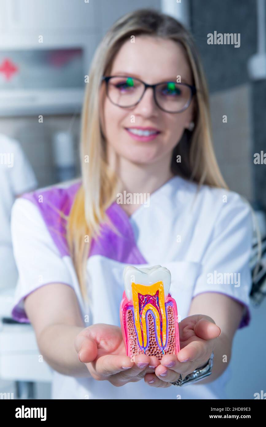 Model of a healthy tooth in the hands of a female dentist Stock Photo ...