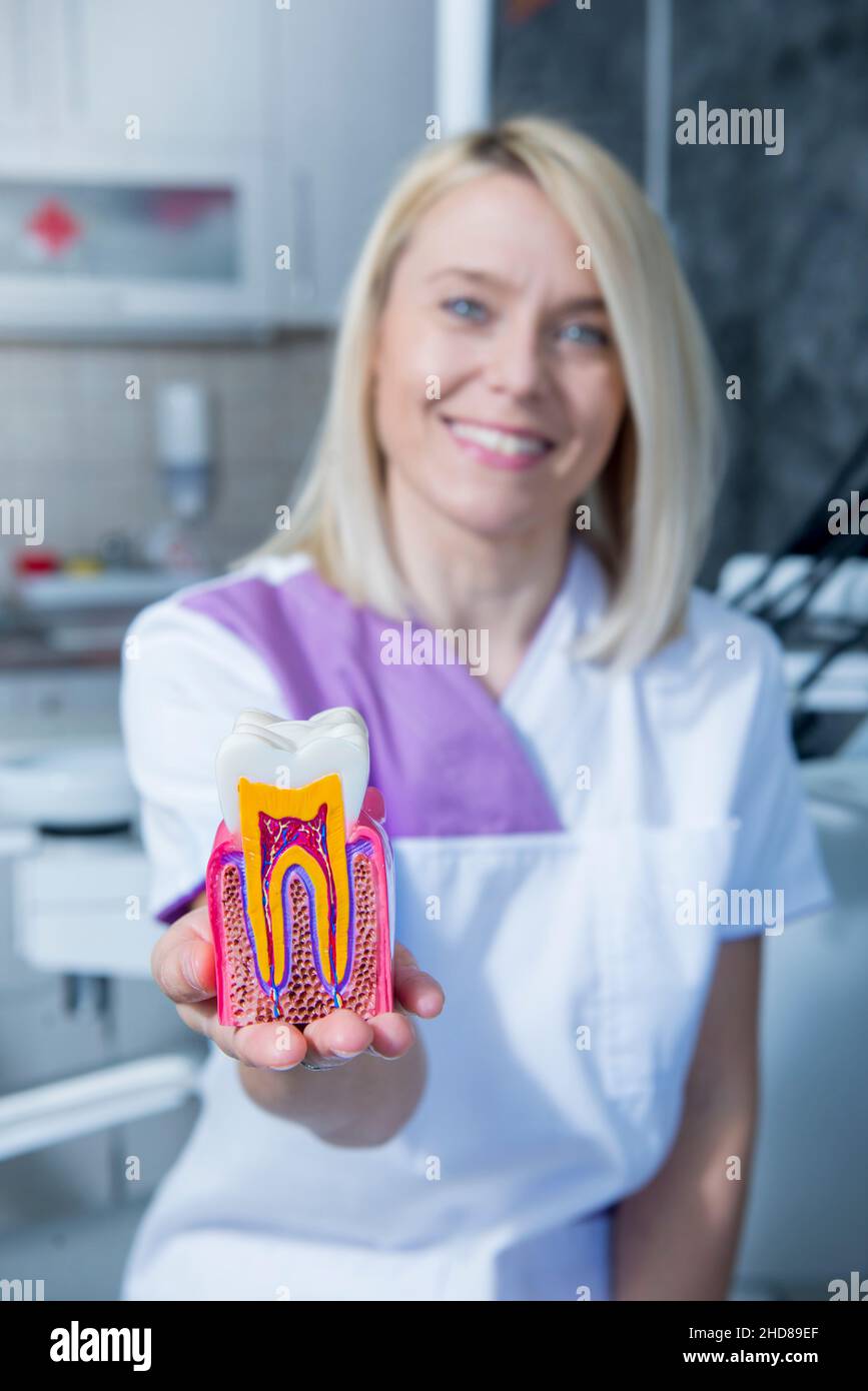 Female dentist holding a model of a healthy tooth Stock Photo - Alamy