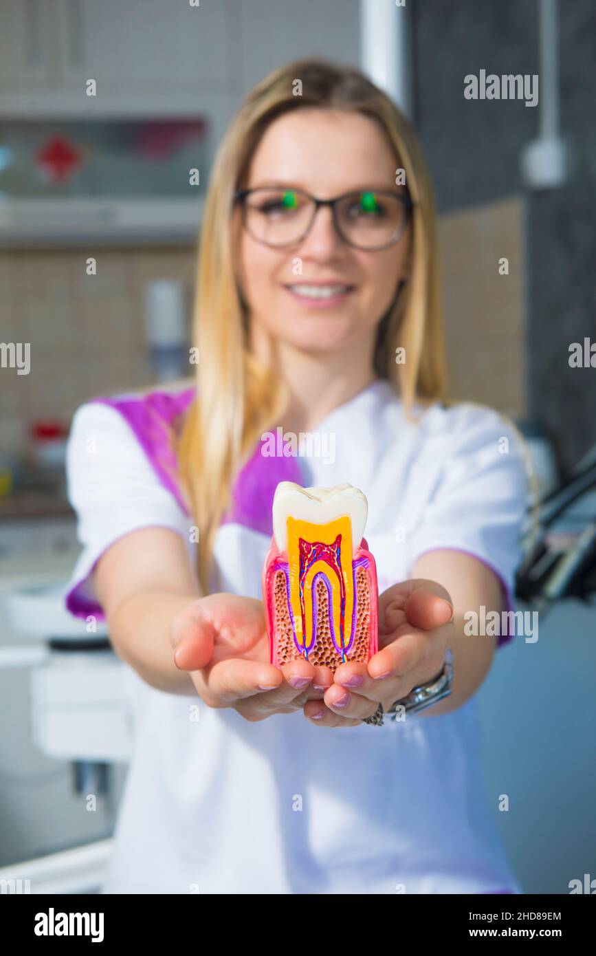 Female dentist tooth model hi-res stock photography and images - Alamy