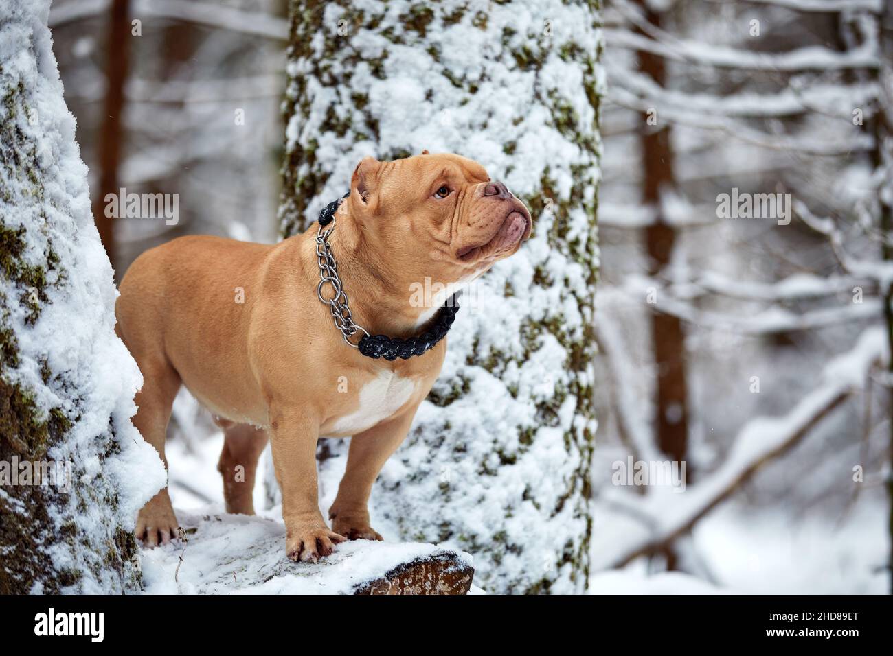 American bully snow hi-res stock photography and images - Alamy