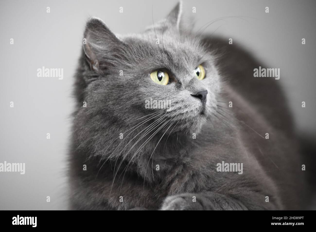 Fluffy cat face looking away hi-res stock photography and images - Alamy
