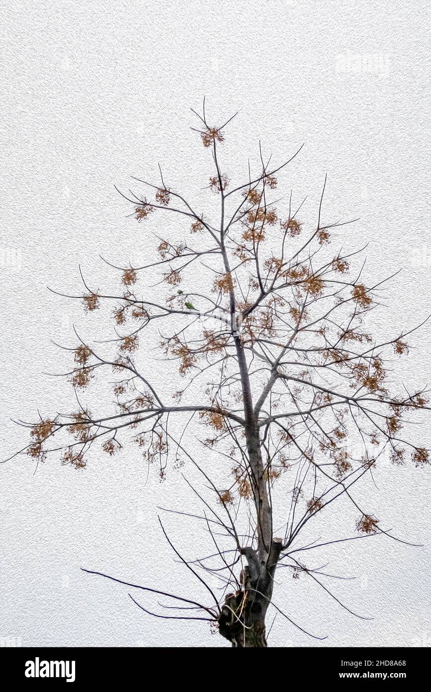 tree in cloudy weather and winter season Stock Photo - Alamy