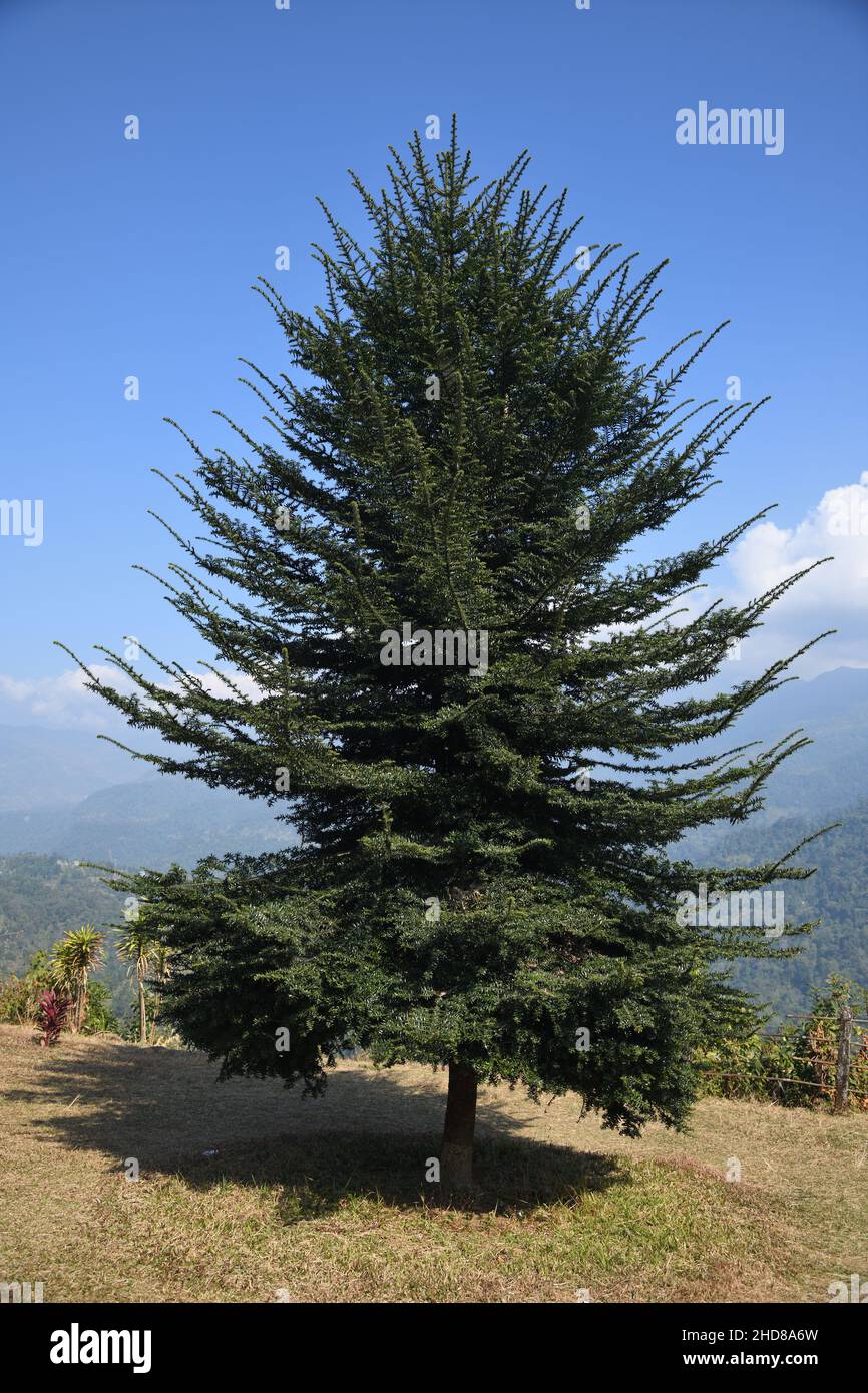 Cinchona tree hi-res stock photography and images - Alamy