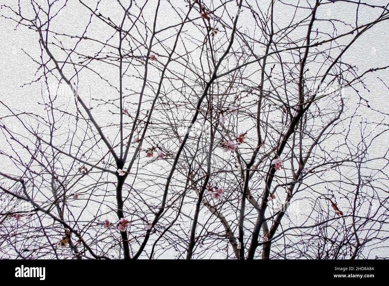 tree in cloudy weather and winter season Stock Photo - Alamy