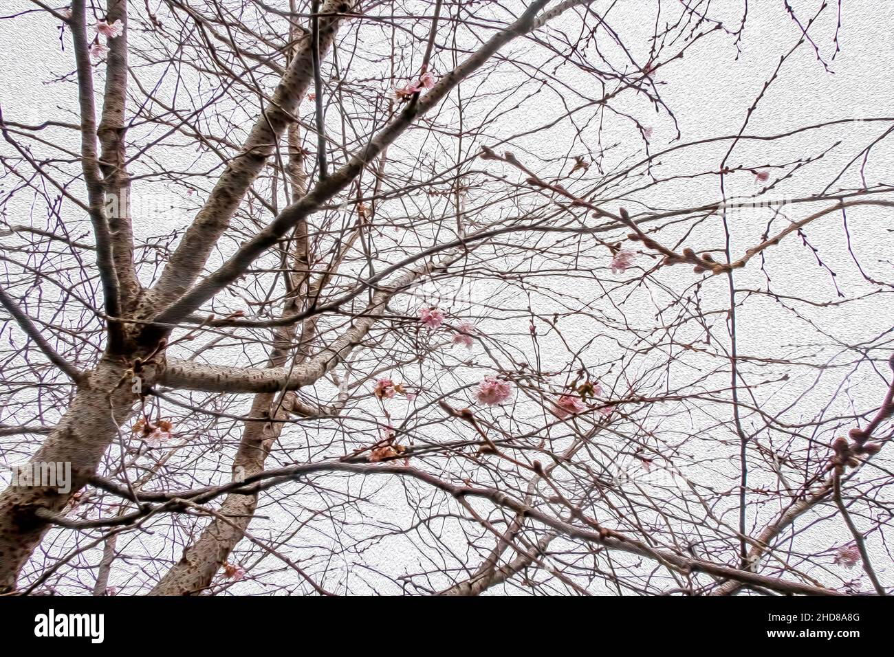 tree in cloudy weather and winter season Stock Photo - Alamy