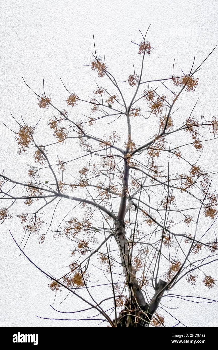 istanbul,Turkey-January 3,2022.tree in cloudy weather and winter season ...
