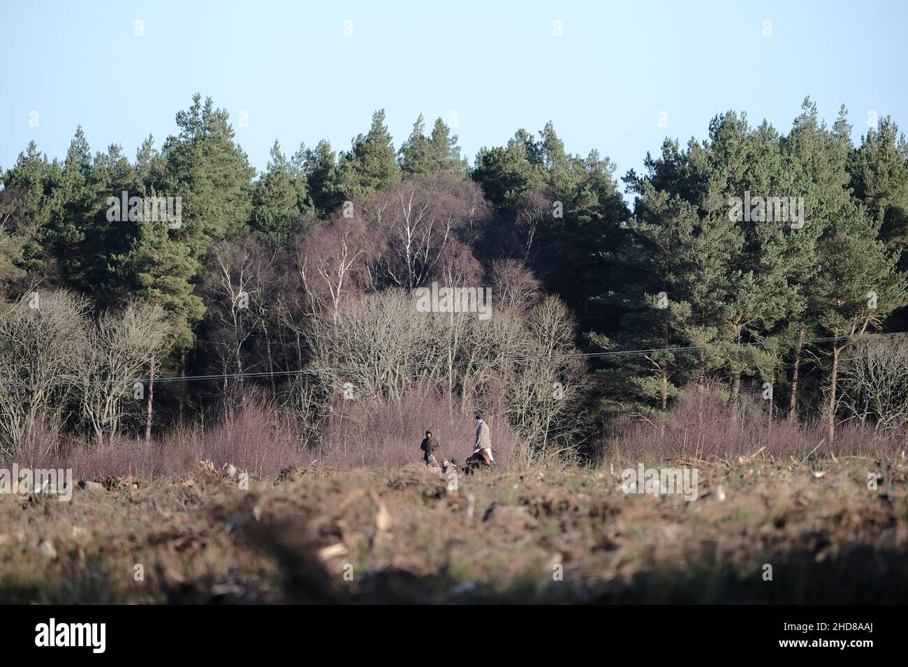The foxes 2022 horse hi-res stock photography and images - Alamy