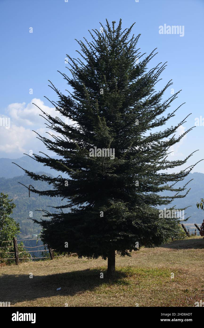 Cinchona tree hi-res stock photography and images - Alamy