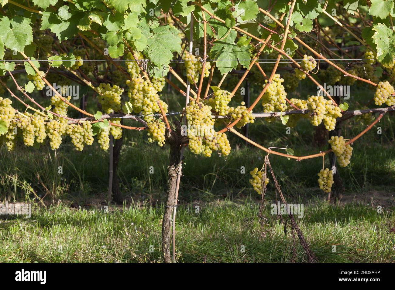 Grapevines Oxfordshire UK Stock Photo - Alamy