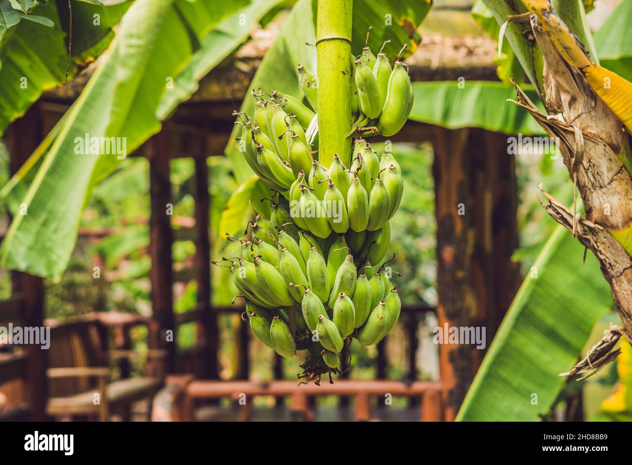 A bundle of young banana on banana tree Stock Photo - Alamy