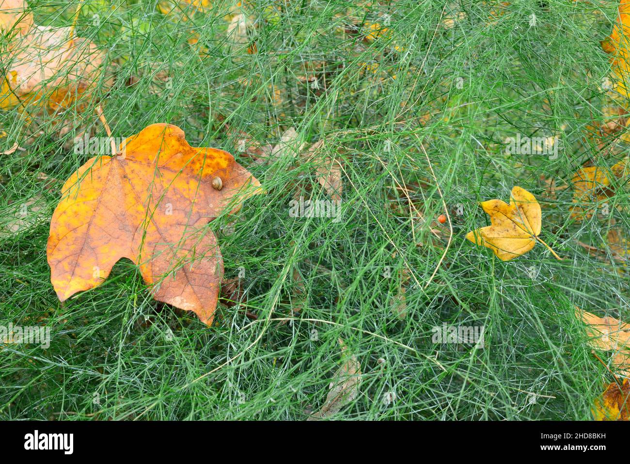 Maple tree leaves fallen in a bush Stock Photo - Alamy