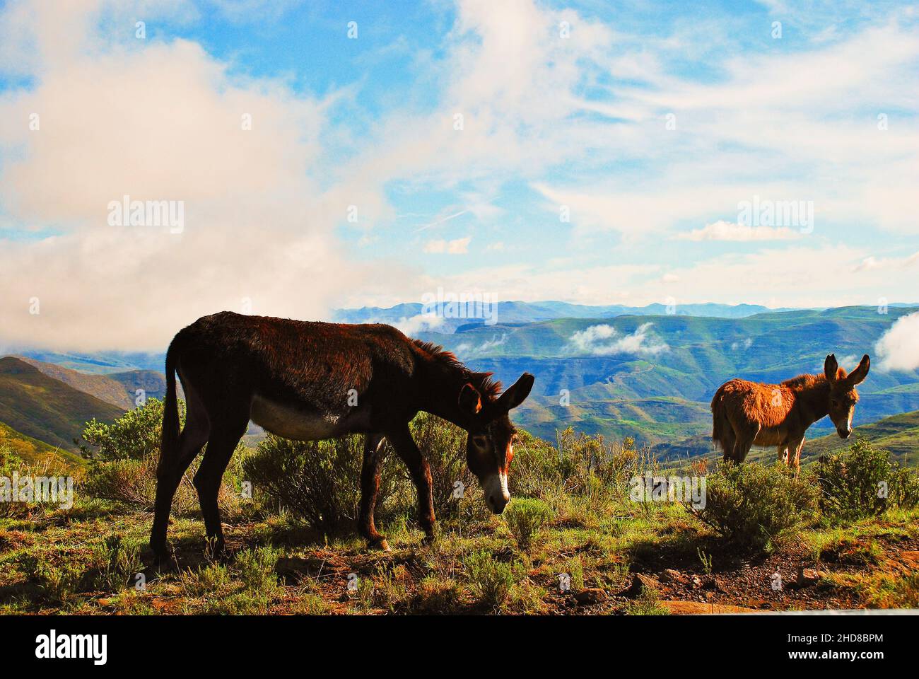 Typical donkeys using for transport in Lesotho Kingdoom Stock Photo - Alamy