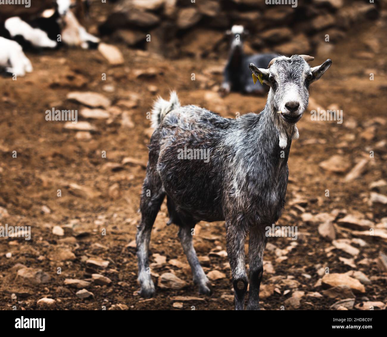 Goat meat production hi-res stock photography and images - Alamy