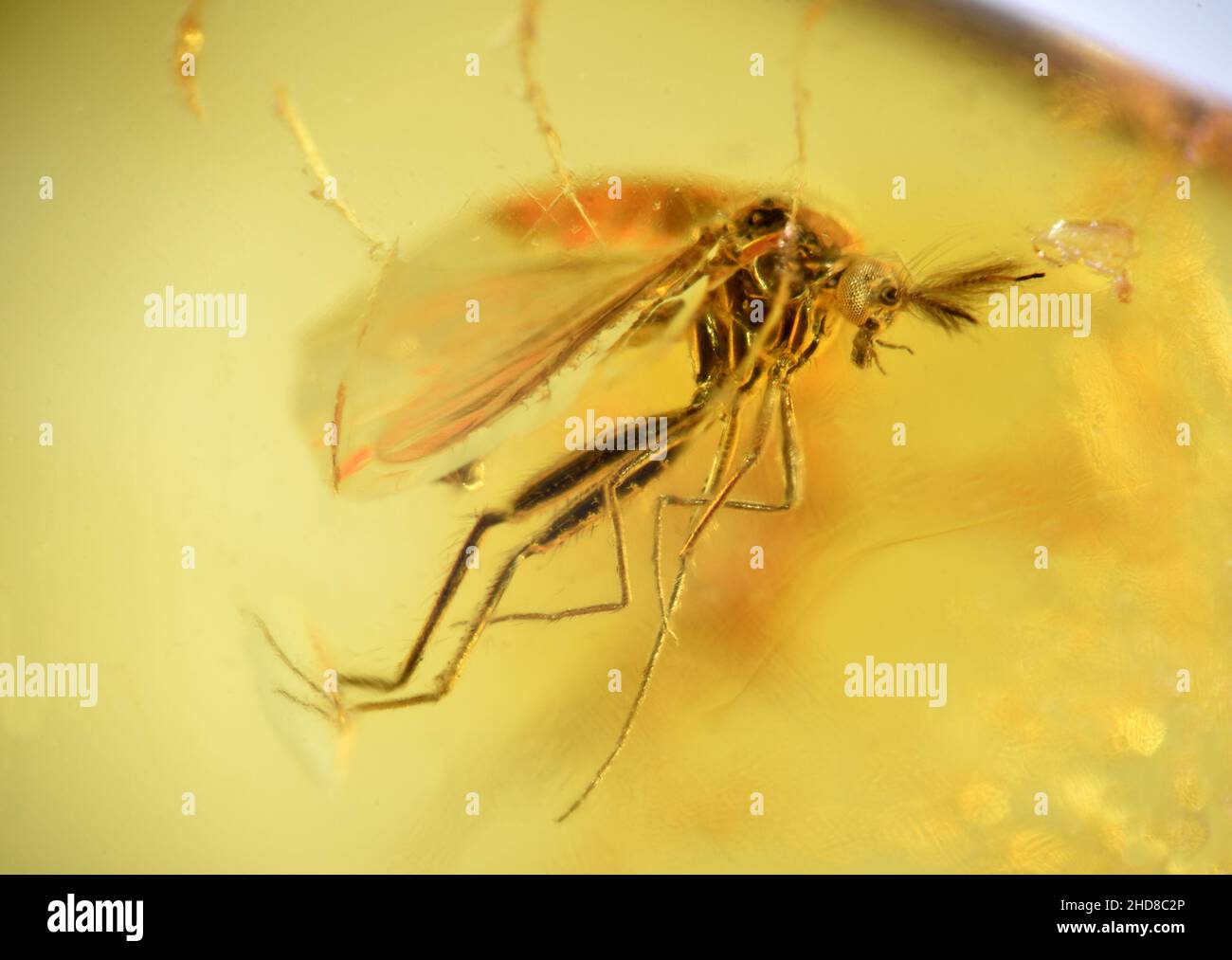 Prehistoric insect amber hi-res stock photography and images - Alamy