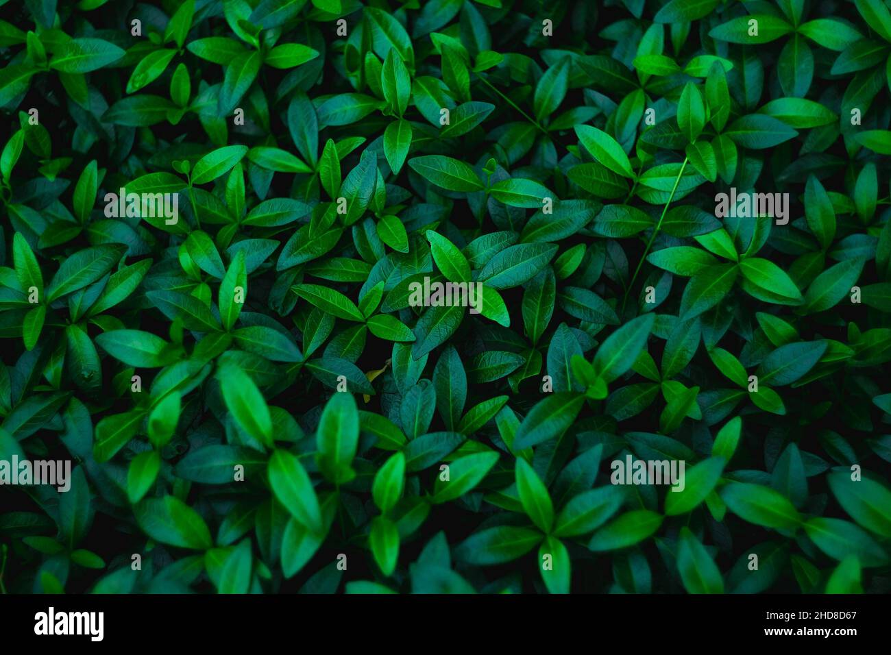 Fresh green foliage. Small leaves of a young shrub. Natural background ...