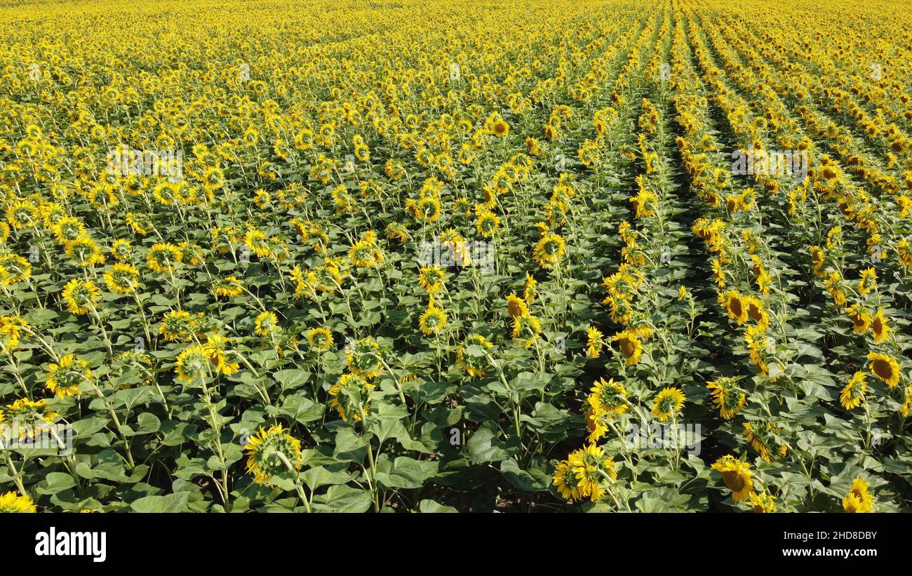 Sunflower field, top view. Sunflower plants bloom in a farmer's field ...