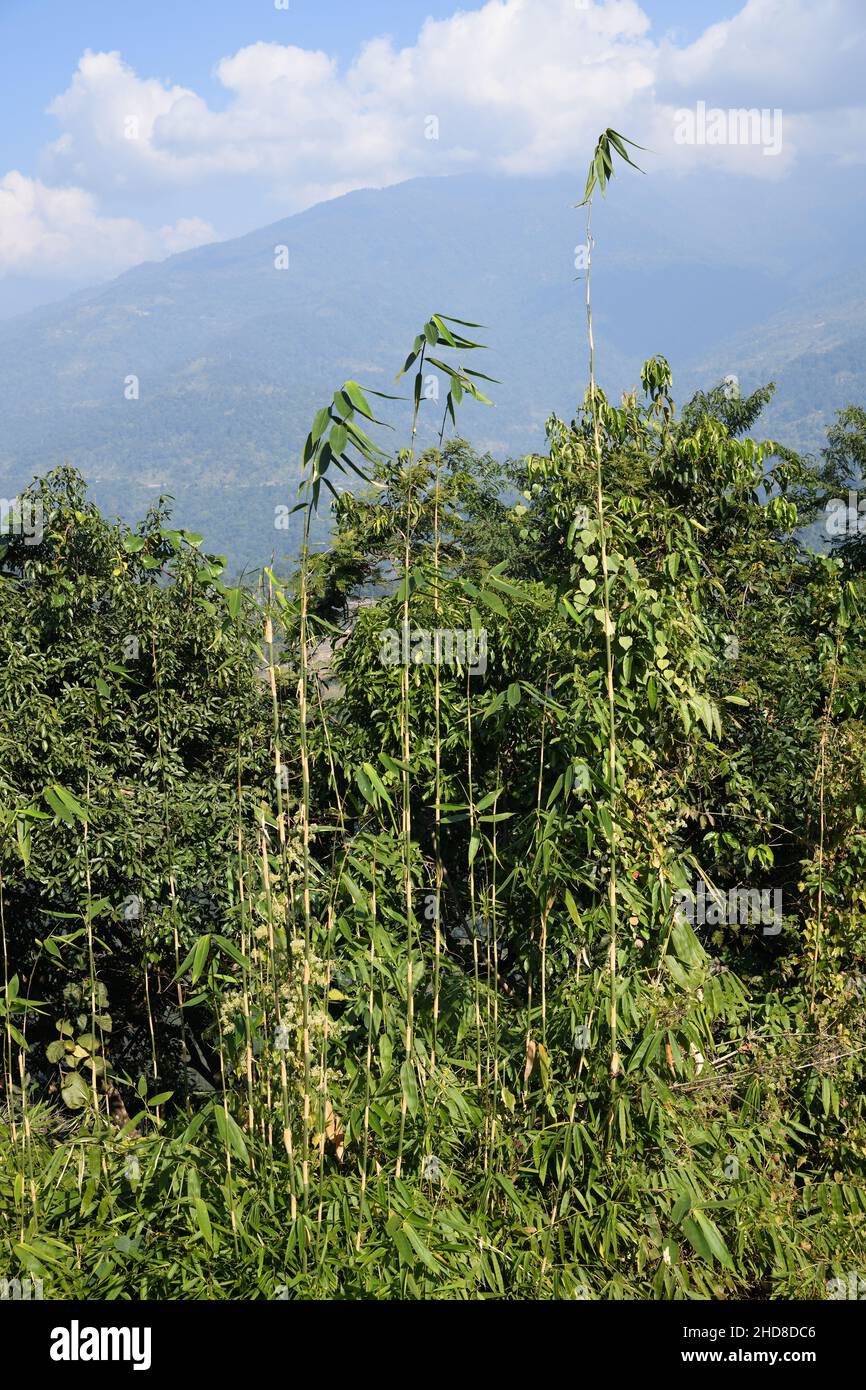 Bamboo and bush. Dalgaon viewpoint (altitude 2500 ft). Kalimpong, West ...