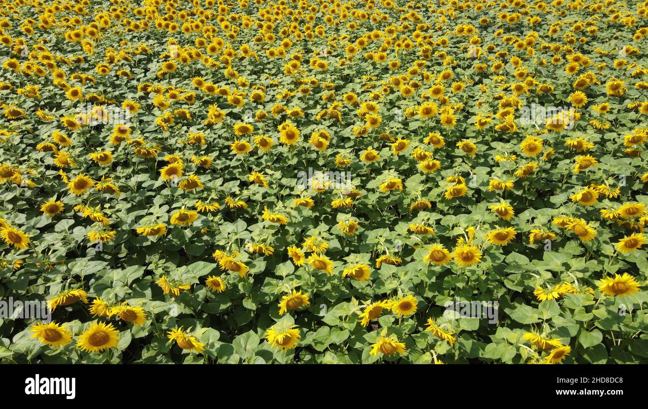 Sunflower field, top view. Sunflower plants bloom in a farmer's field ...