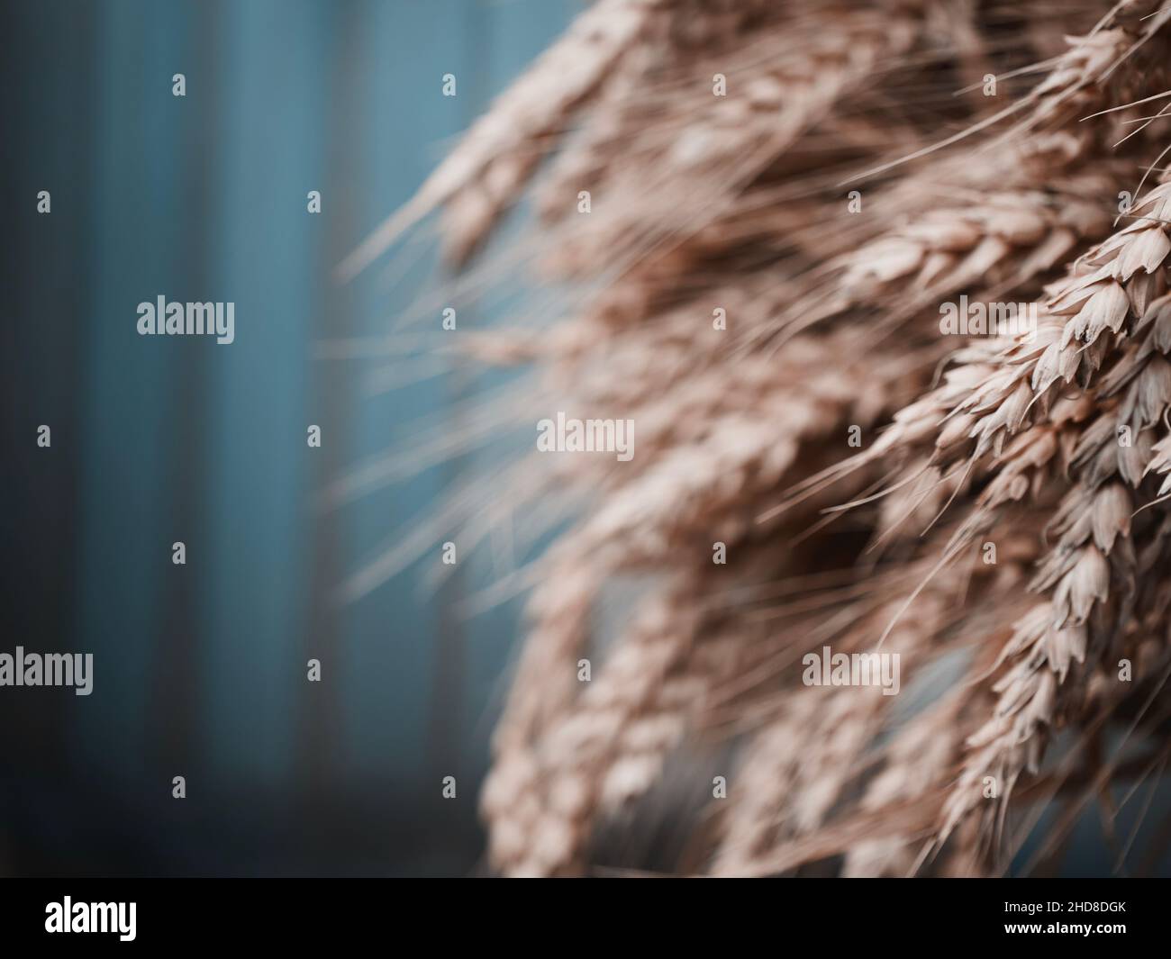 A bunch of ripe wheat ears, close-up. Ripe ears of corn Stock Photo - Alamy