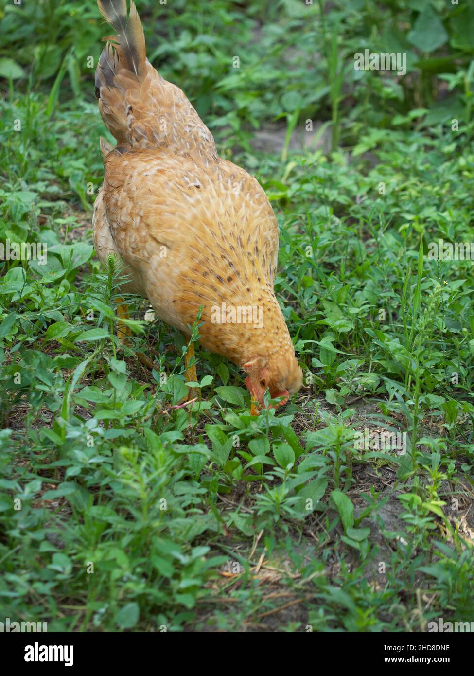 Little hen hi-res stock photography and images - Alamy