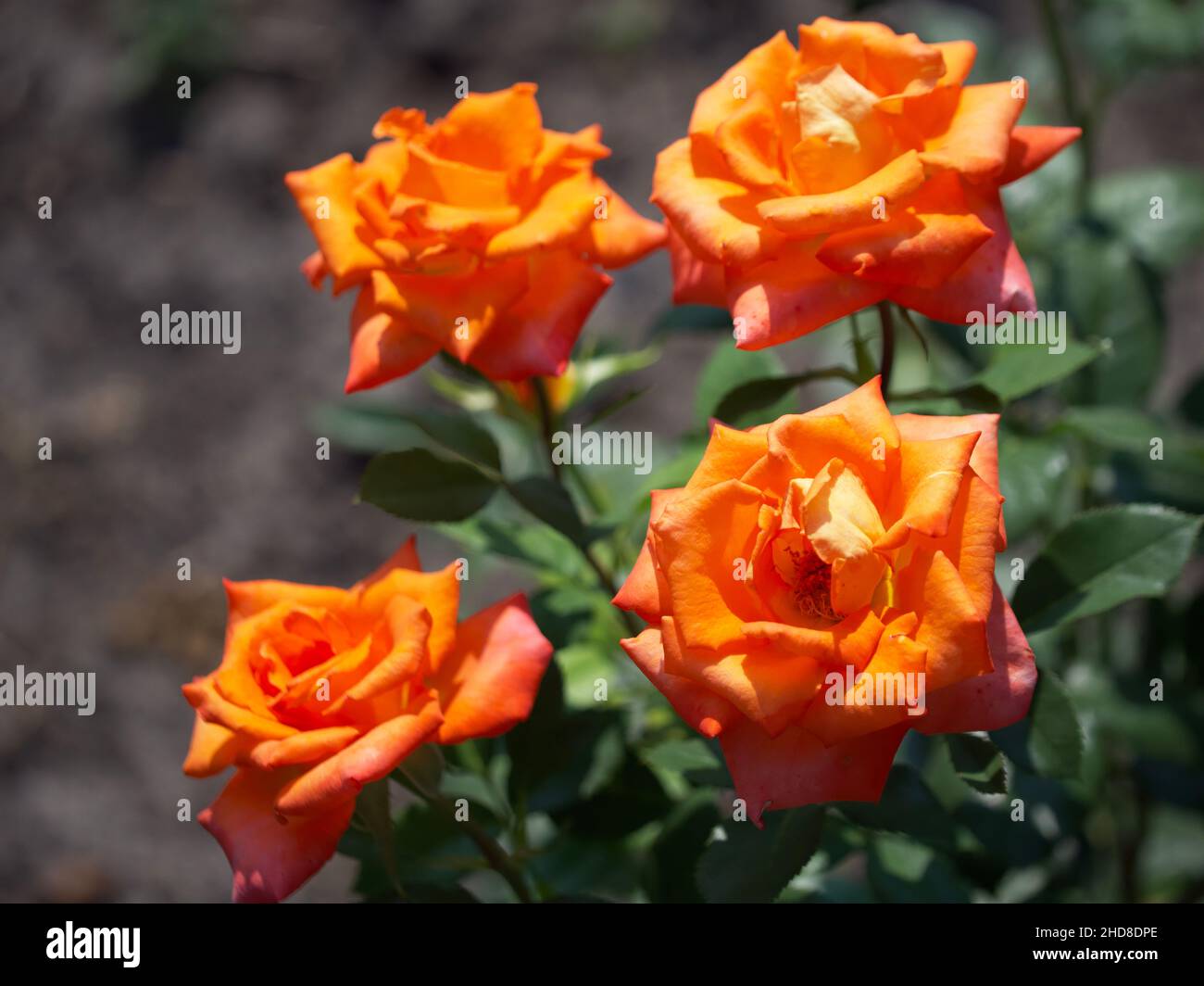 Four flowers hi-res stock photography and images - Alamy