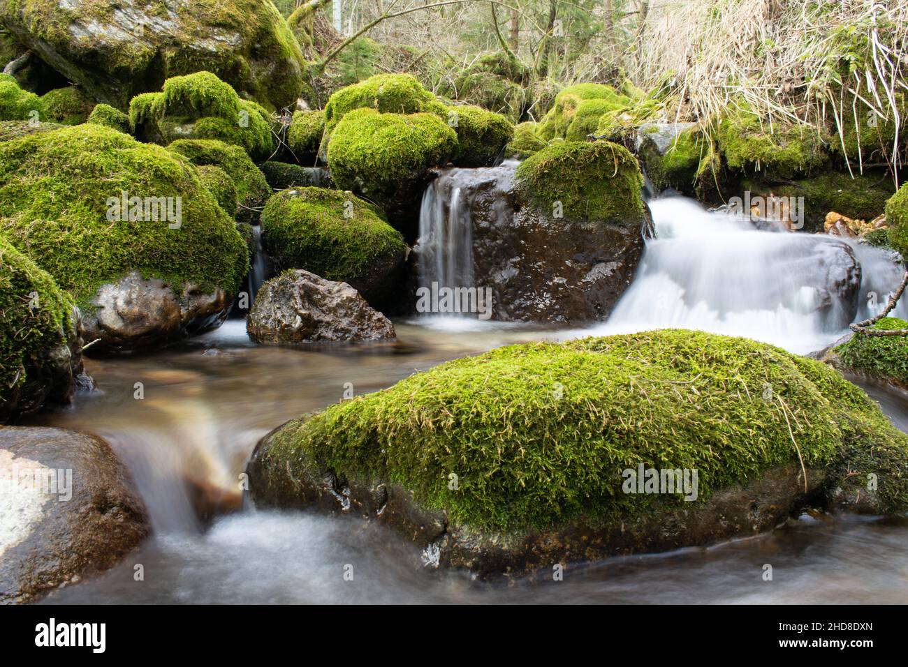 Brook in the shade of the forest, water flows between moss-covered ...