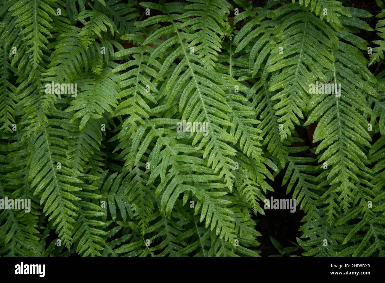 Polypodium californicum hi-res stock photography and images - Alamy